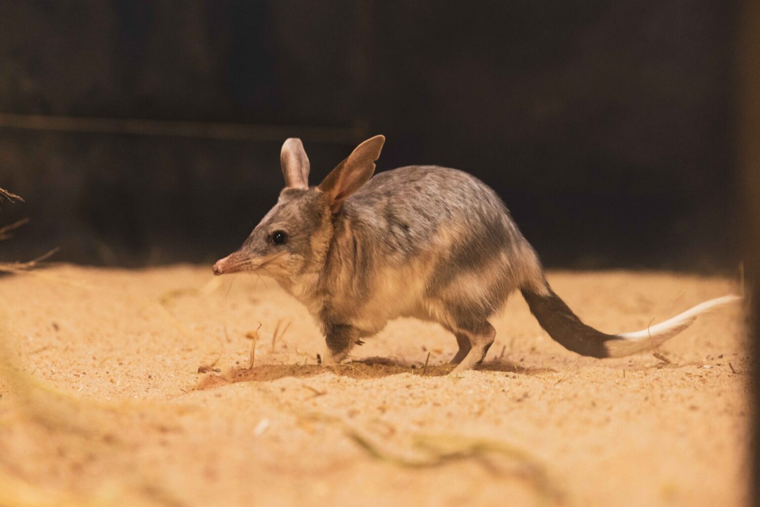 Top Things to Do in Charleville: Hidden Outback Attractions – Qld Music ...